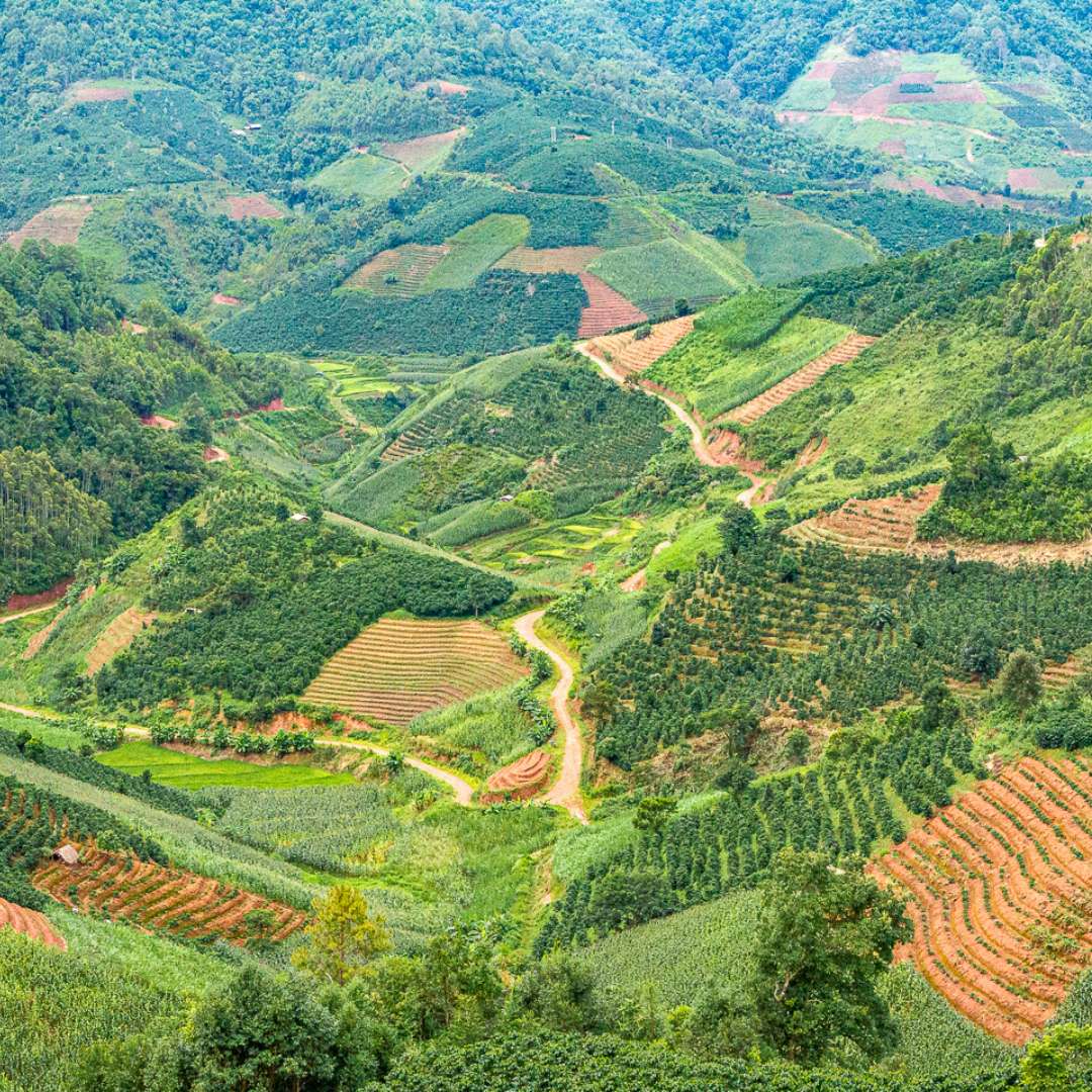 Chinese Coffee: Why It’s Worth Your Attention – Moon Roast Coffee